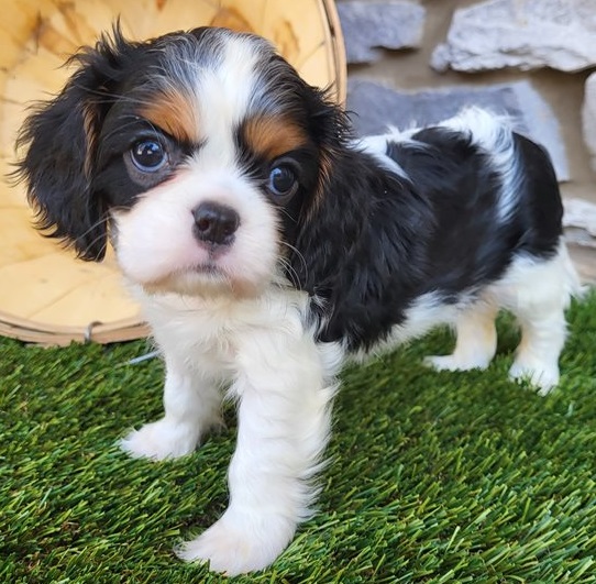 Lisa – Highlands Paws