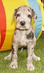 Maya – Highlands Paws